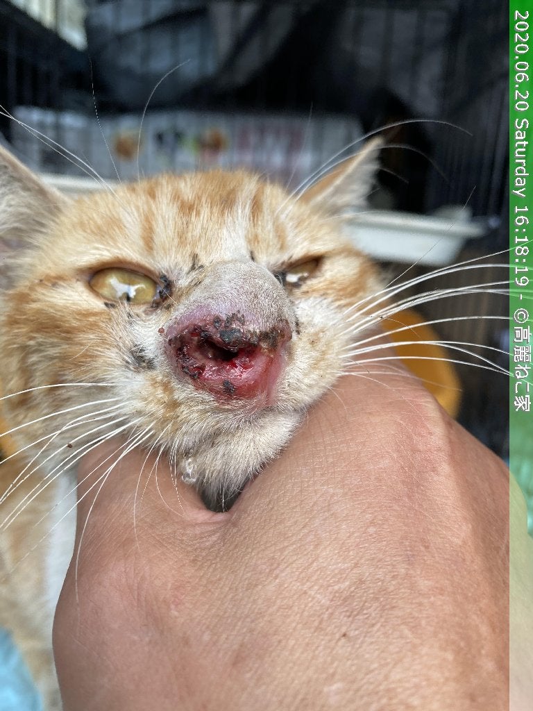 猫のくしゃみが止まらない。クリプトコッカス症かも？